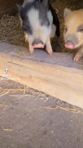 Meet Gus: An Adorable Piglet's Outdoor Adventure