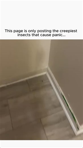 Insect Panic on Instagram: "@insectpanic - here epic bug encounters and see how people react when insects catch them off guard. 🦟🪳 #panic #insect #react"