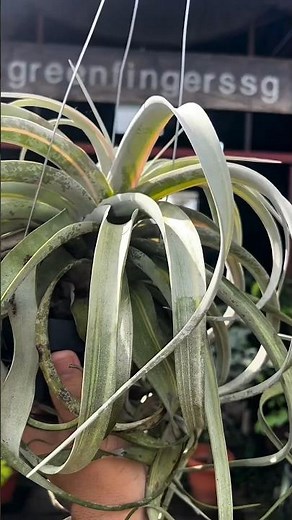 This Plant Doesn’t Even Need Soil to Survive!