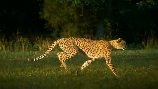 Cheetah Running In Super Slow Motion