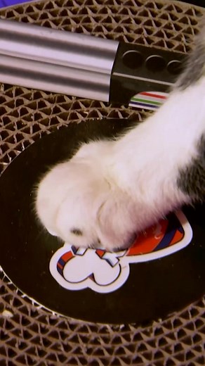 Breakdancing Cat Throws Paws in the Air | Puppy Bowl Halftime Show Remix