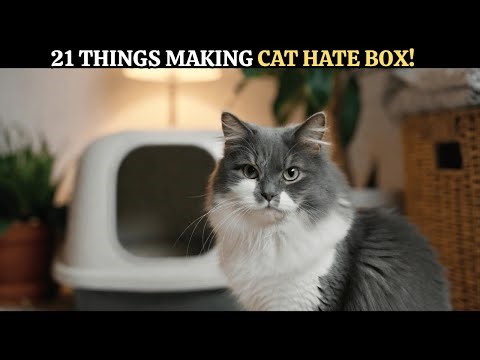 Did You Know These 21 Litter Box Mistakes?