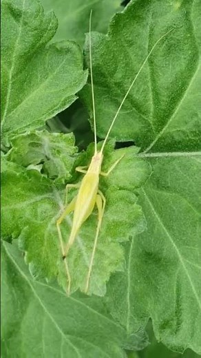 Tree cricket#insect