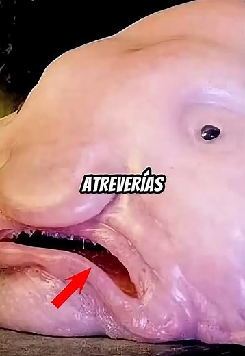 Por esta razón no se come este pescado (Dato Curioso) #curiosidades #curiosity #sabiasque