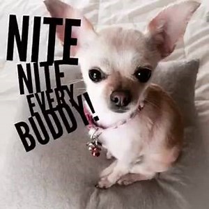 563 reactions · 63 shares | Peanut the Wonder Dog on Reels | Facebook