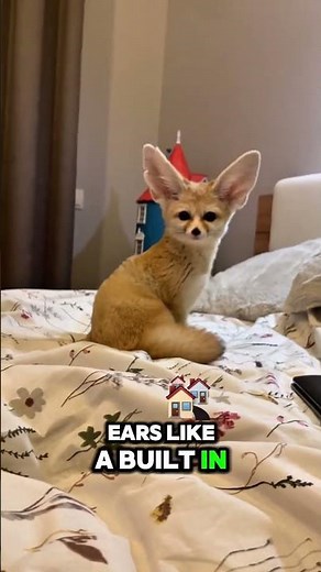 The Tiny Fox with Giant Ears 🦊 | Fennec Fox Facts”