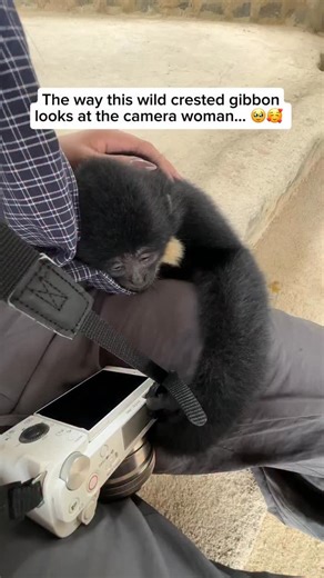 Black crested gibbons are the true aerial acrobats of the primate world. They don’t just swing through the treetops, they glide. With arms longer than their legs and shoulders built like elite gymnasts, they soar from branch to branch with incredible speed and precision. This graceful movement, called brachiation, is their signature, and no other primate does it quite as flawlessly. Unlike their larger ape cousins, black crested gibbons are small, agile, and usually monogamous. They’re famous fo