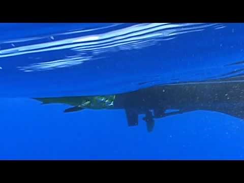 Dolphinfish _ Coryphaena hippurus - IGFA Fish Facts