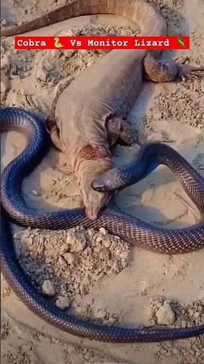 Wildlife Fights : Cobra 🐍 Vs Monitor Lizard 🦎 #wildlife #cobra #animals