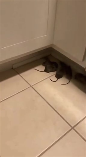 They always chew up things around the house#pest #mouse #rat #tiktokshop #pestcontrol