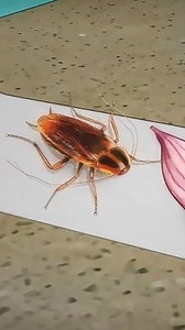 Did a cockroach write this? 👀🪳 Leave pest control to the pros! #HomeTeamPestDefense #PestControl | HomeTeam Pest Defense