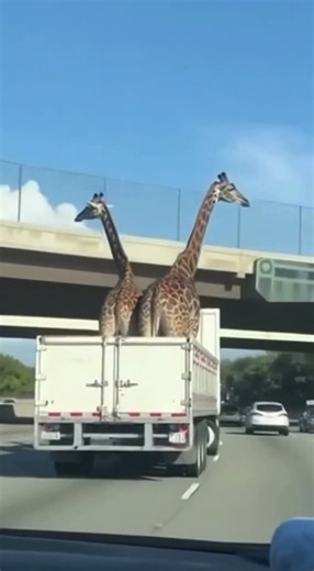 The Most Bizarre Way to Transport Giraffes
