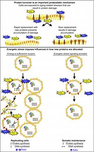 How is protein synthesis activated? [2025] | QAQooking.wiki