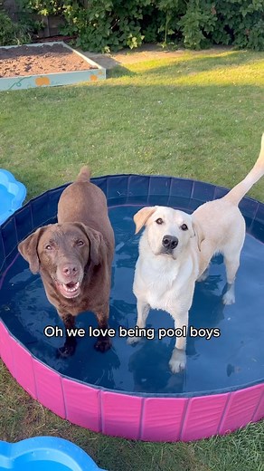 Who thinks they need a bigger pool? 🤔 | Good Boy Ollie