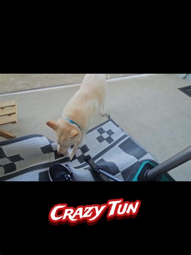 Tundra says idgaf🫠 #dogs #dogtok #shibainu #dogmom #dogsoftiktokviral