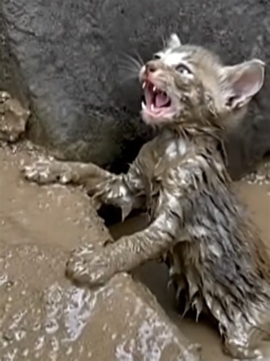 Heartwarming Rescue of a Crying Kitten