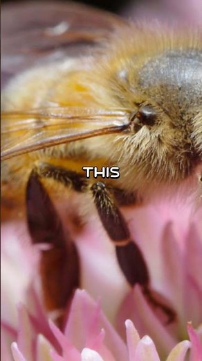 Did you know bees can recognize human faces?