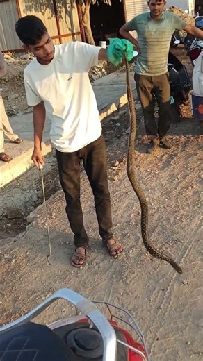 Checkered killback #snake #sarpmitra #sarp #laturcity#sarpmitra #snake #दिवड #snakelover #nature