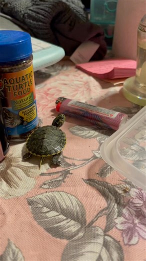 Jamie Leturgey on Instagram: "Blt or Brave Little Toaster as I’ve been calling him decided to take on the Jamie Ninja desk course. Seen here we eventually succecfully completed the first challenge before finding a dream spot to rest."