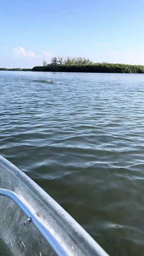 When you’re running late for work 😂🐬 #dolphin #dolphins #shellkeypreserve #stpetebeach #ecotour #kayaktour #wildlife #floridawildlife