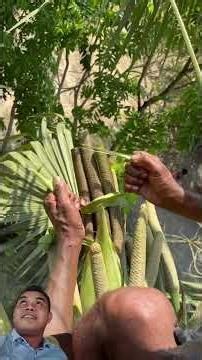 Palm Tree Sap Harvesting | Sweet Juice Collection Step by Step Full Process. 😱 #Amazing #juice #palm