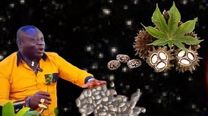 1.7K views · 107 reactions | No More Abortion! Avoid Pregnant All Year By Taking This Common Seed - Nana Santrofie | Television CK | Facebook