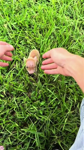 The Lost Pig#animals #Foryou #Friendship #Us