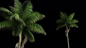 Palm tree branches on a transparent background using an alpha.