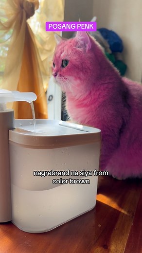 Mga tao! Wag niyo kami i-report! Eto lang po ang pangkabuhayan namin! Ang magpaandar sa social media! - Alien #leet #presidentleet #catsofinstagram #britishshorthair #pinkcat #adoptme #roblox | President Leet