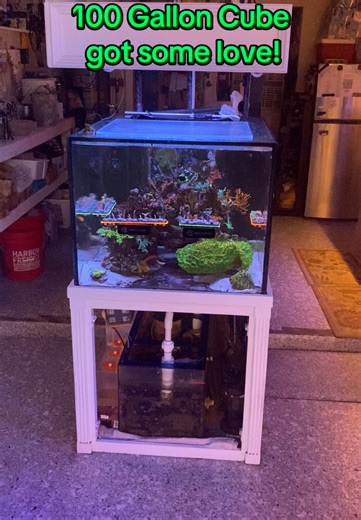 The 100 Gallon Cube. Just finished a big water change and clean… along with some serious fragging! The grow is starting to load up with juicy frags!!! Text Jason for appointment in Ventura Ca. 805-218-1799 And my apologies for the vulgar song! But with juicy Frags, what other song do you pick? Haha ##reeftank##reefaquarium##coral##fish##spscoral##lpscoral##coralfrags##fishtank##ventura##coralcollectors##acropora