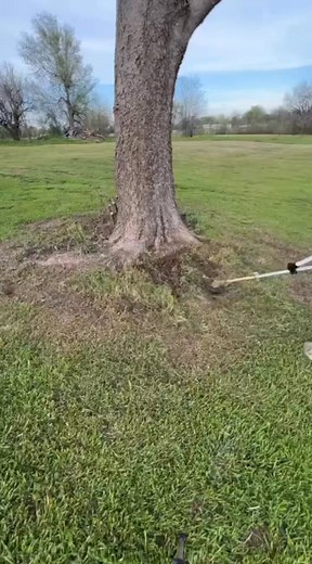 How to make a tree ring EASY#awncare ‎#howto #landscape #lawncarebusiness ‎#lawncaremaintenance | Lawn Care Pro