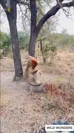 😱 You Need to See This! | Leopard Speed & Strength UNLEASHED! 🐆 #wildliferescue #animals #shorts