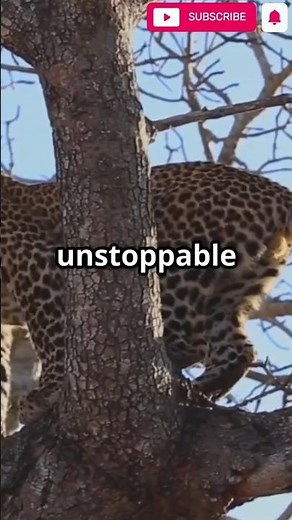 🐆 Leopard’s Incredible Jump: 6 Meters & 36 MPH Speed!#Leopard #Wildlife #AnimalFacts