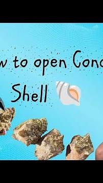 How to open conch shell? 🐚