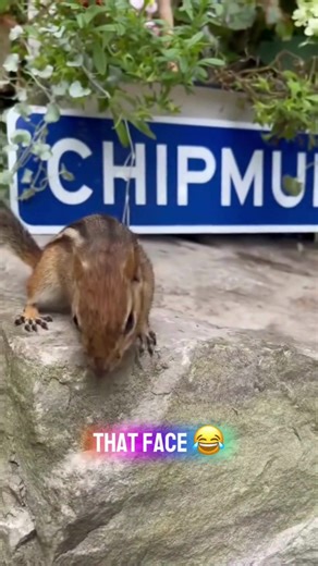 Caught in the act, all dirty but won't stop eating Would you share your snacks with this cutie? #ChipmunkLove #TooCute #NatureMoments #NutmegTheChipmunk