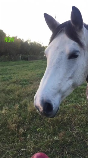 Flóra Anna Eisenreich a TikTokon