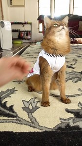 Have you seen me modeling, my Paris dress? If you missed it earlier, you can see the full video here - https://www.sparklecat.com/weird-cat-videos/a-paris-cat-dress-is-always-a-good-idea-video @topfans | Sparklecat.com featuring Summer