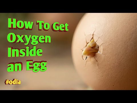 How to Get Oxygen Inside an Egg | ଅଣ୍ଡା ଭିତରେ କିପରି ଅମ୍ଳଜାନ ପାଆନ୍ତି? Embryonic Respiration