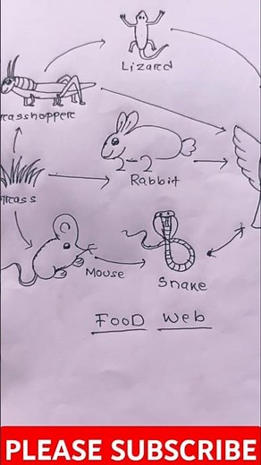 How to draw food web easily/Draw easily food web step by step