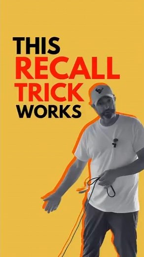 Reliable Recall: Teach Your Dog to Come Every Time Using Positive Reinforcement