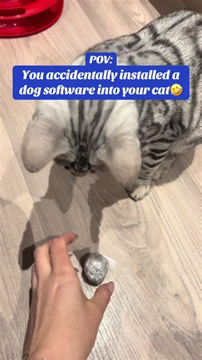 Cat Learns Fetch: A Heartwarming Learning Moment