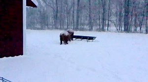 4.8K views · 590 reactions | Elsa and Anna acting out their interpretation of the movie Frozen. They are LOVING the snow and these cold temperatures. Feeling frisky!! | Coop Dreams | Facebook