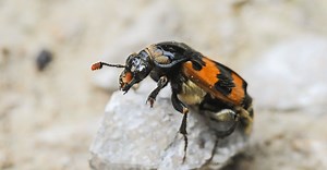 Carrion Beetle