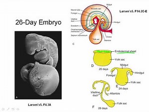 Week 4: Embryonic Folding