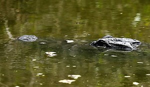 Second human body discovered eaten by Florida alligators within 10 days