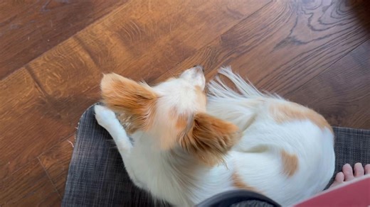 My office mates are honest to god snoring. It’s a great PETcation. 🐶🐶🐶🐶 | Sandy Lyons Rasque