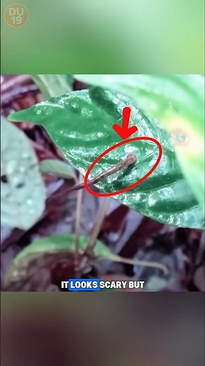Found on Leaves: Is This a Dangerous Leech or Something Else?