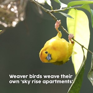 3.6K views · 160 reactions | Tired of your neighbour's noisy house renovations? They can take a  out of the weaver bird's book. | Mandai Wildlife Reserve | Facebook