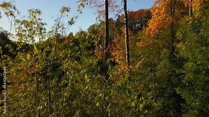 Drone rising straight up passing fall colored beech trees to reveal city of Bonn Stock Video