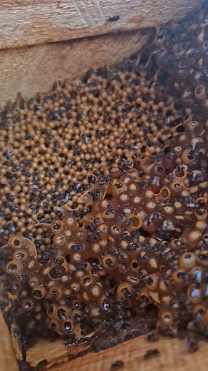 2.7K views · 327 reactions | Austroplebeia australis Australian native stingless bees  . . . . . . . . . . . . . . . . . . . . . . . . #beekeeper #bees #australia #insectlovers #beesofinstogram #polinators #brisbane #scary #meliponiculture #awesomeearth #beephotogtaphy #creepy #apismellifera #sustainability #fear #backyardbeekeeping #crazy #fear #trendingreels #viral #viralvideos #stinglessbees #wax #amazing ##australia | Urban Native Bees | Facebook